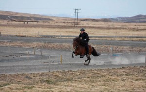 Glacier Horses – Horseback riding tours in Iceland!